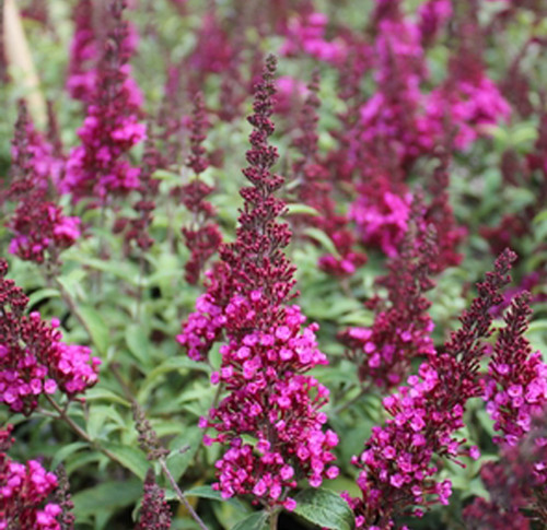 Buddleia Buzz Hot Raspberry | The Outdoor Garden