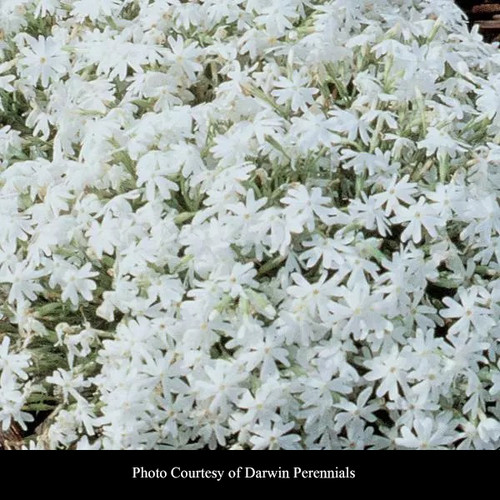Phlox Subulata Snowflake | The Outdoor Garden
