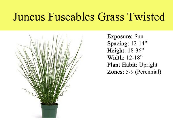 Juncus Grass | The Outdoor Garden