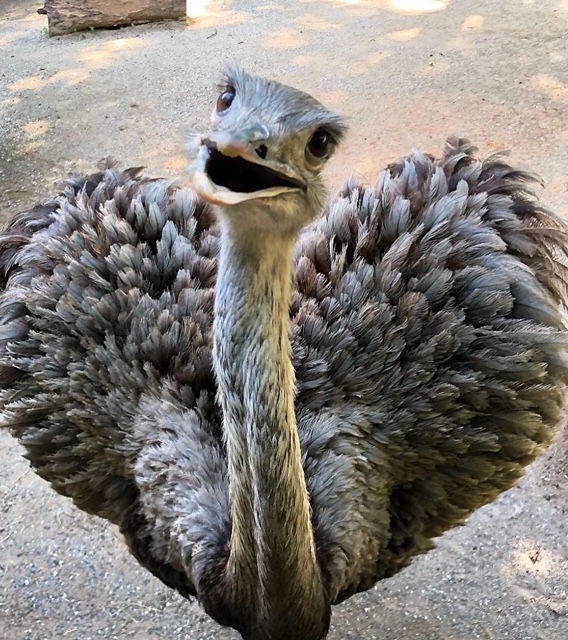 GREATER RHEA