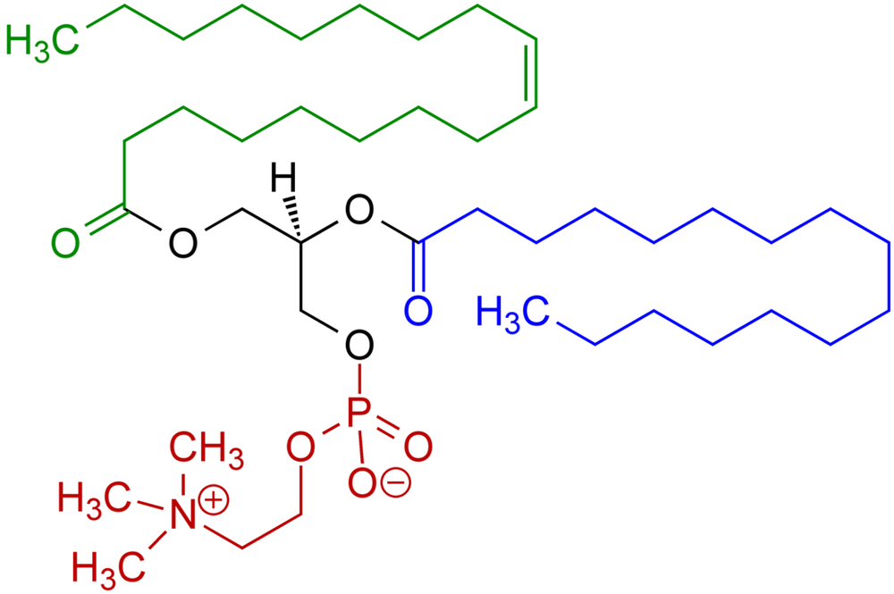 “The Miracle Molecule”- Phosphotidylcholine