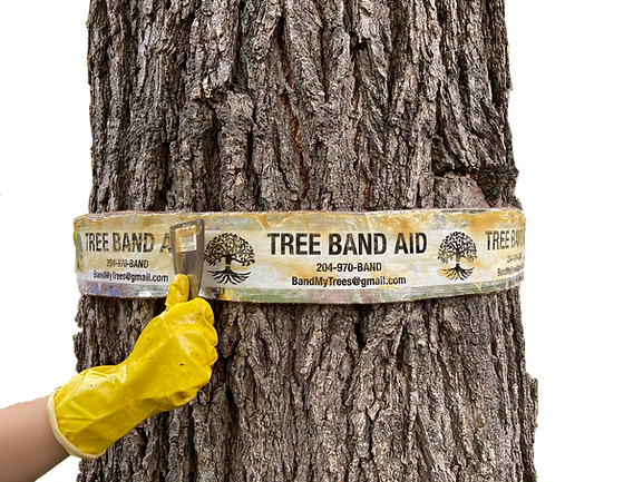 Tree Banding | Tree Band Aid | Winnipeg