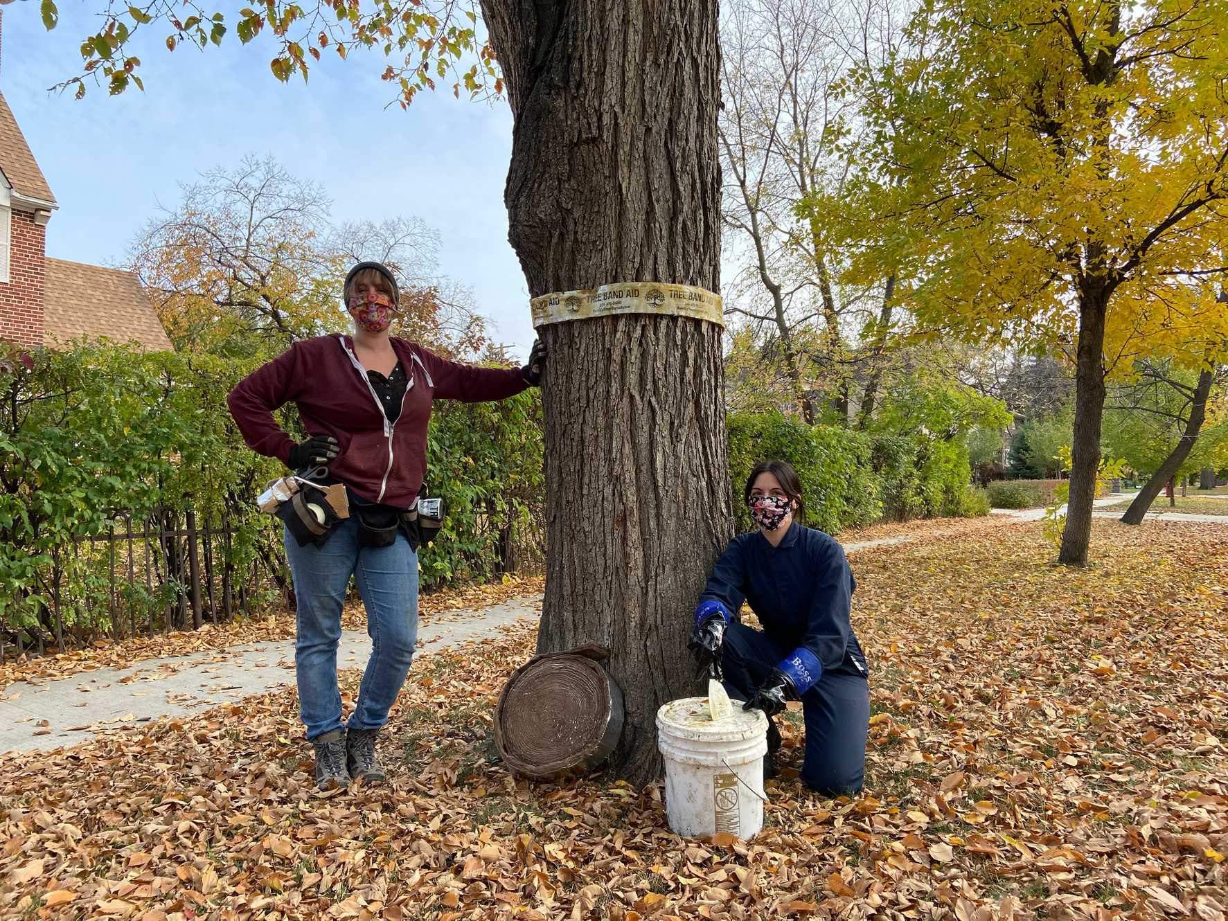 Tree Banding | Tree Band Aid | Winnipeg