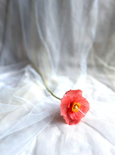 Beeswax Poppy Flower Reed | Cheerz Workshop