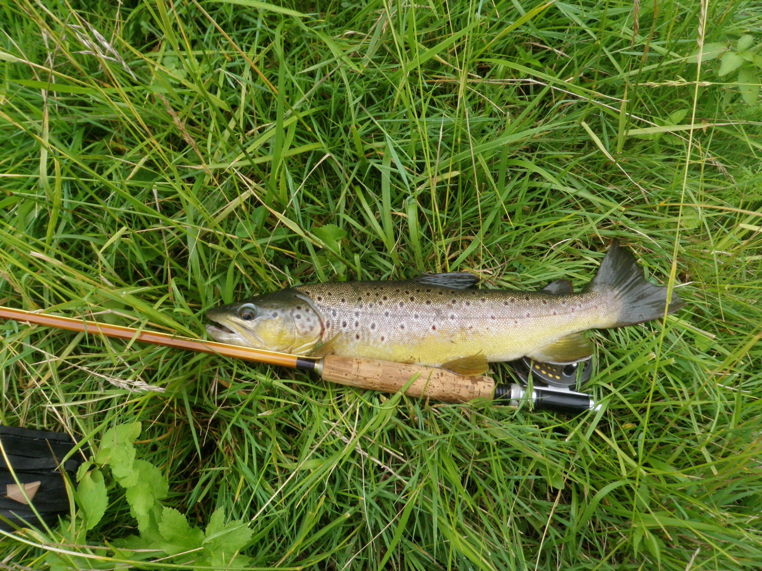 Driftless fishing report and news, Classical Angler