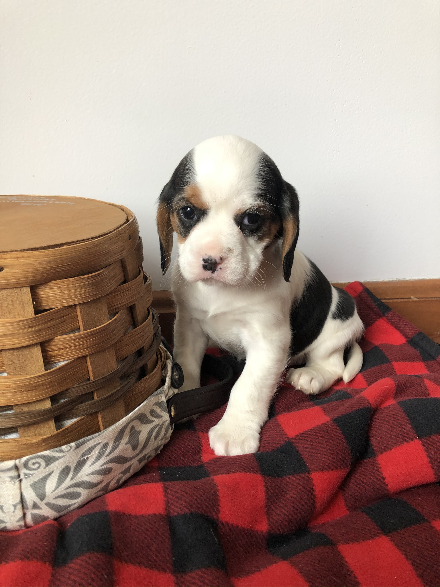 Dog breeder | Red Barn Pups | United States