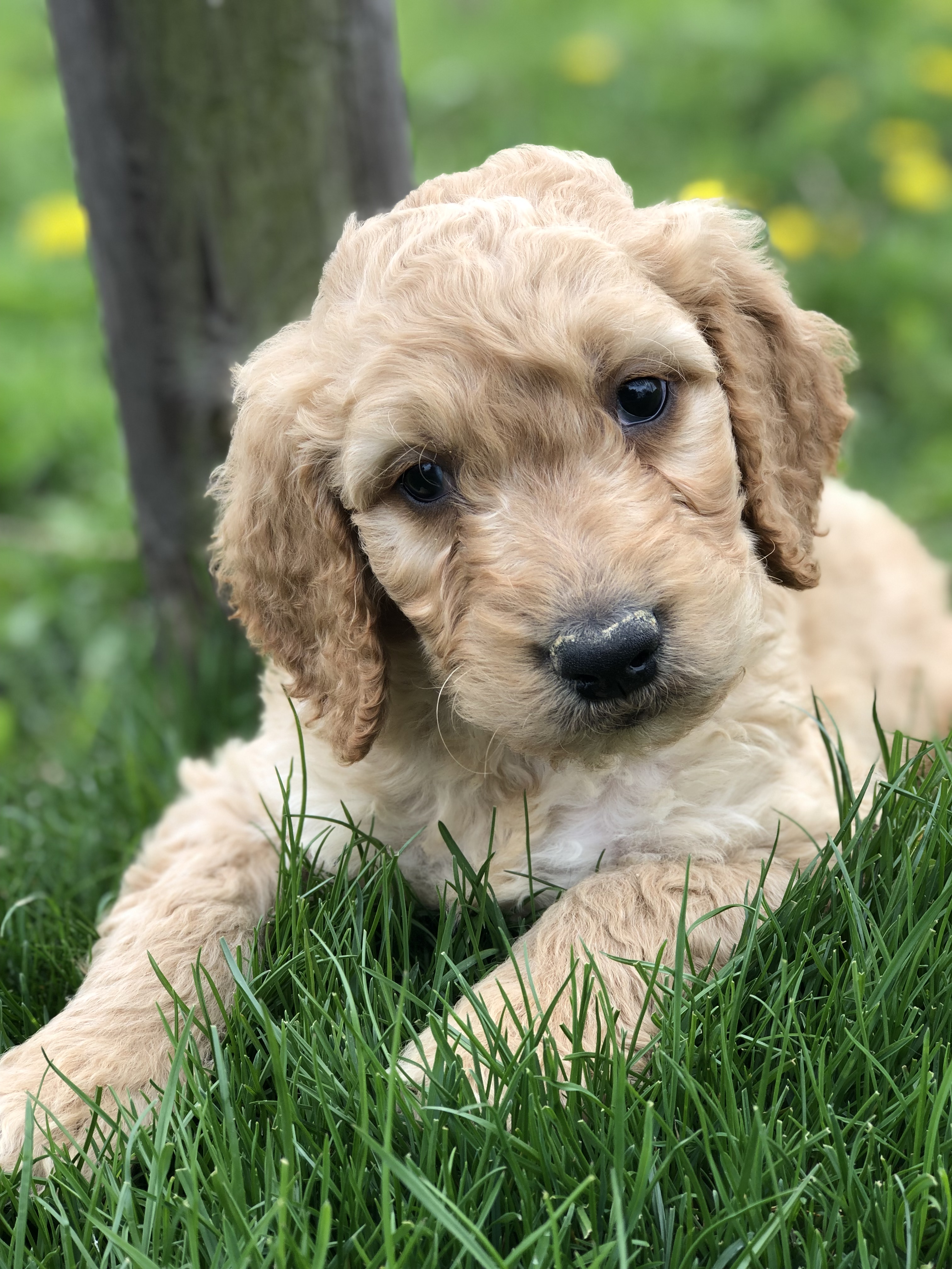 Dog breeder | Red Barn Pups | United States