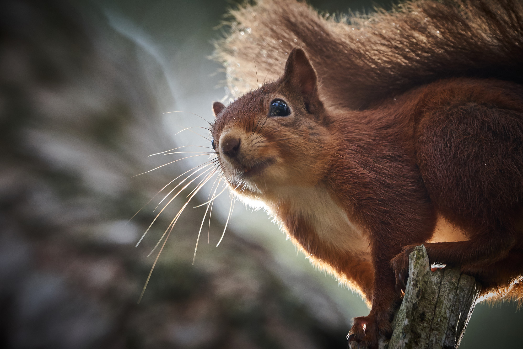 Christopher Draper Photography - Nature and Wildlife Photo Prints for Sale