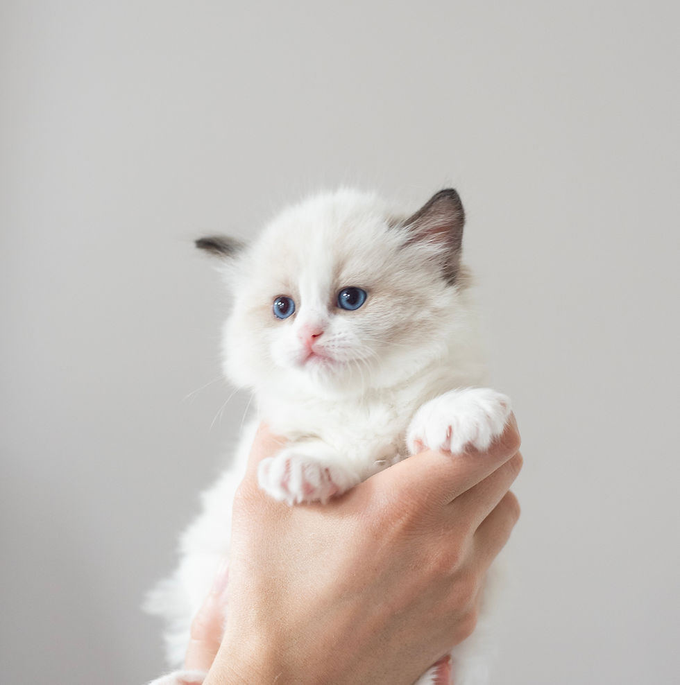 Home | Sunshine Ragdolls NYS license # 1163 TICA: SUNSHINRAGDOLS