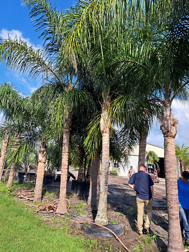 Queen Palm Trees | Florida Palm Tree Guy