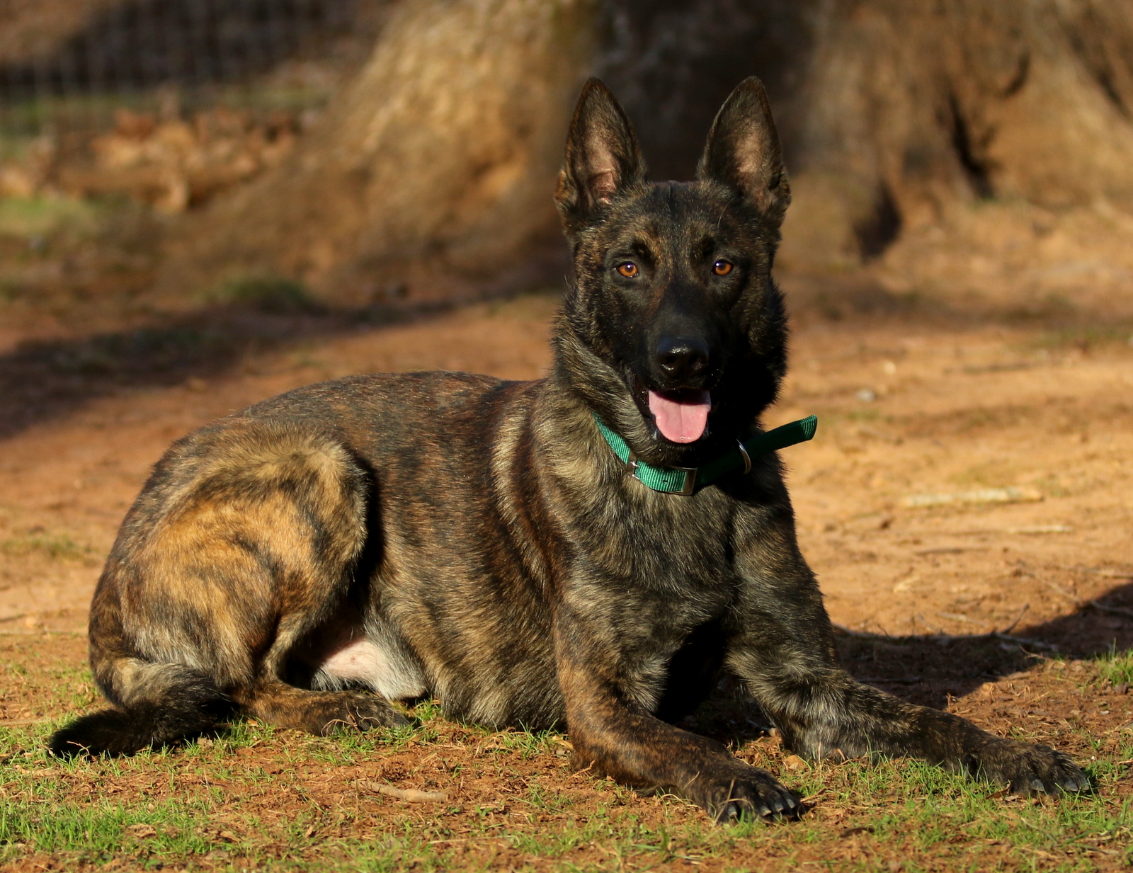 Dutch Shepherd Flottenheimer Sky