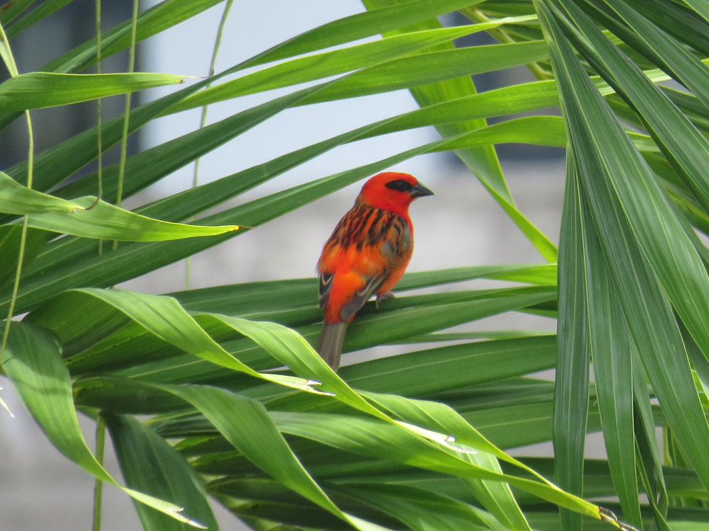 Cardinal de Maurice ? Cardinal de Madagascar