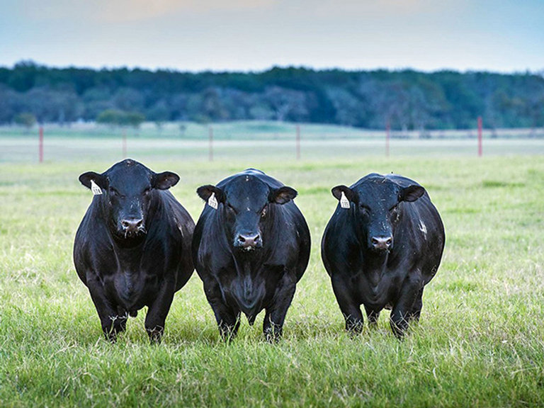 Call to Action Against Packers in the Cattle Industry