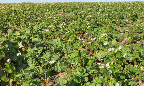 Catch Crop Mix for Summer Cover | SFI SOH2, SOH3 & SW6 | Oakbank