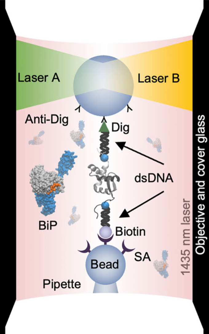 Effect of temperature and nucleotide on the binding of BiP chaperone to ...