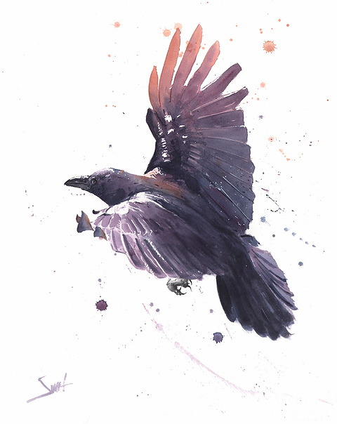 raven flying