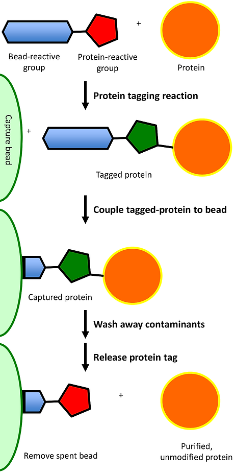 Protein sample prep | Pittsburgh | Impact Proteomics