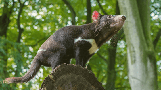 Endangered Australian Animals 2020 · List Of Endangered Animals In ...