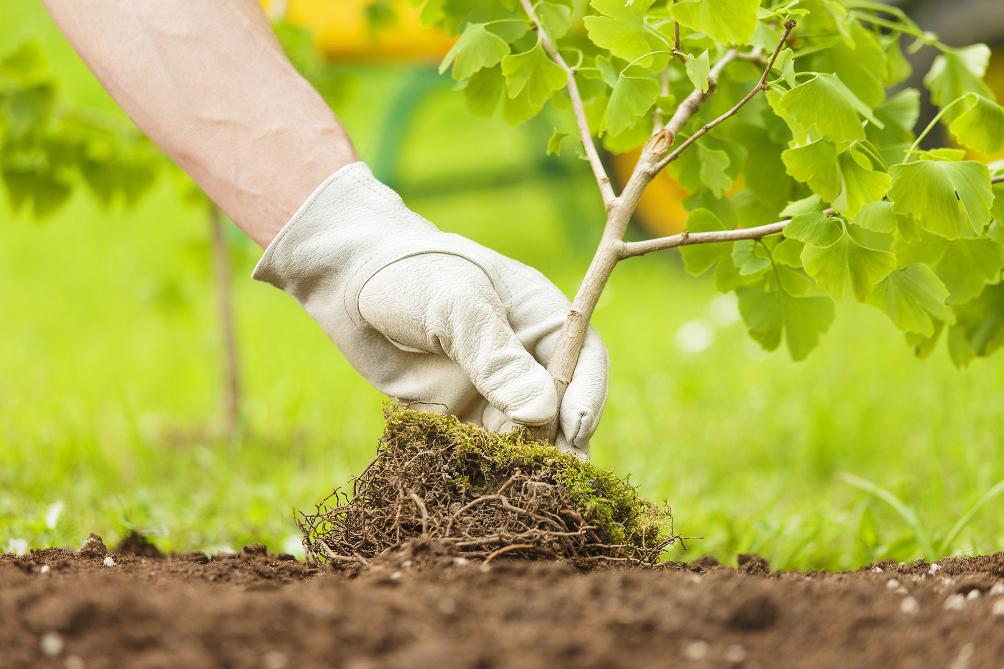 Connaught Tree Care Services | Tree Surgeon | Galway