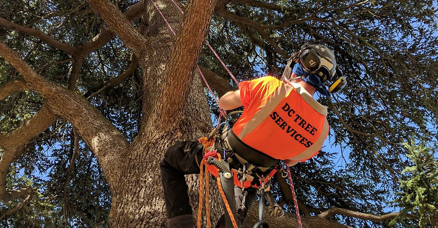 Dublin Tree Surgeons | DC Tree Services | Rathfarnham | Dublin 16