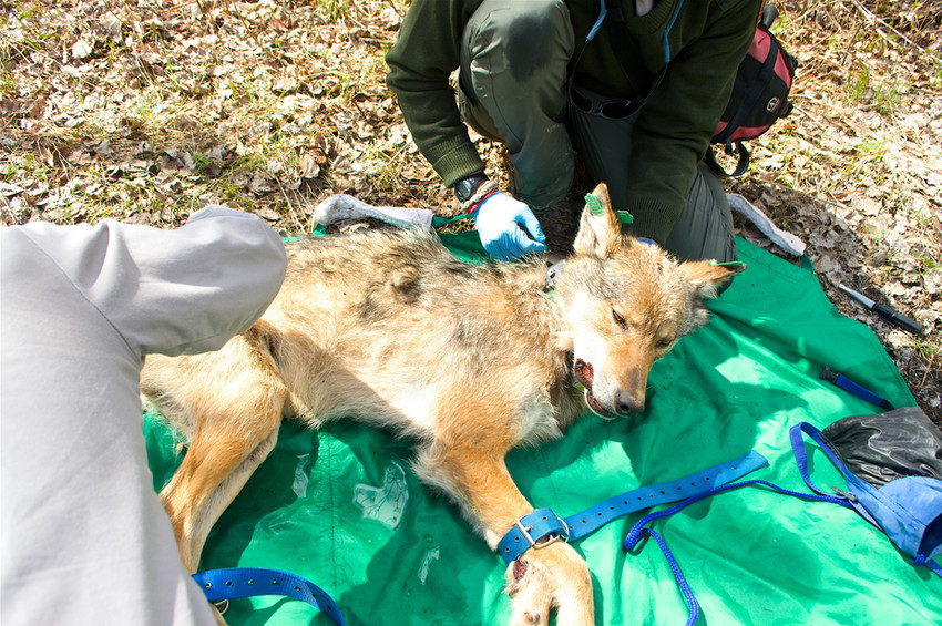 Photos | Voyageurs Wolf Project | Minnesota