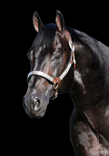 PURCHASE - A SPARKLING VINTAGE ICSI FROZEN SEMEN | silver-spurs-equine