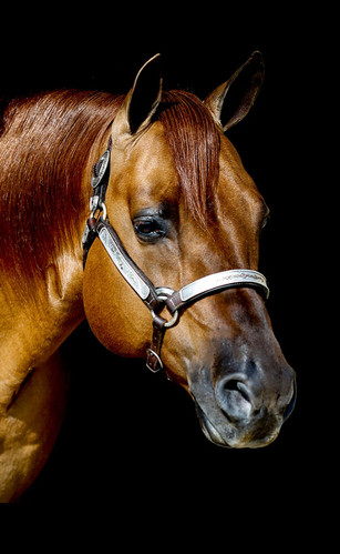 PURCHASE - SG FROZEN ENTERPRIZE - ICEMAN | silver-spurs-equine