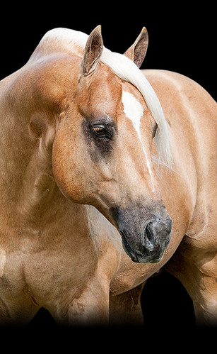 PURCHASE - SHINERS VOODOO DR | silver-spurs-equine