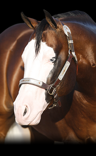 PURCHASE - SPOOKS GOTTA GUN-FROZEN SEMEN | silver-spurs-equine