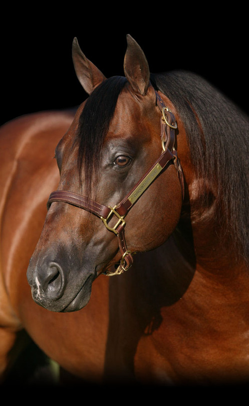 CONQUISTADOR WHIZ | silver-spurs-equine