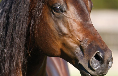 CROMED OUT MERCEDES | silver-spurs-equine