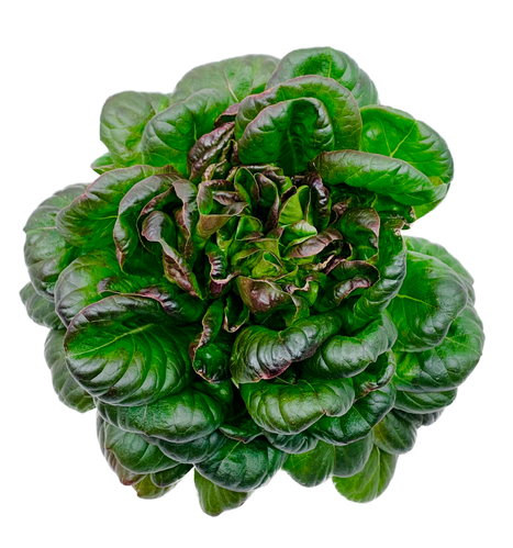 Red Butterhead Lettuce Head | Northern Greens 2