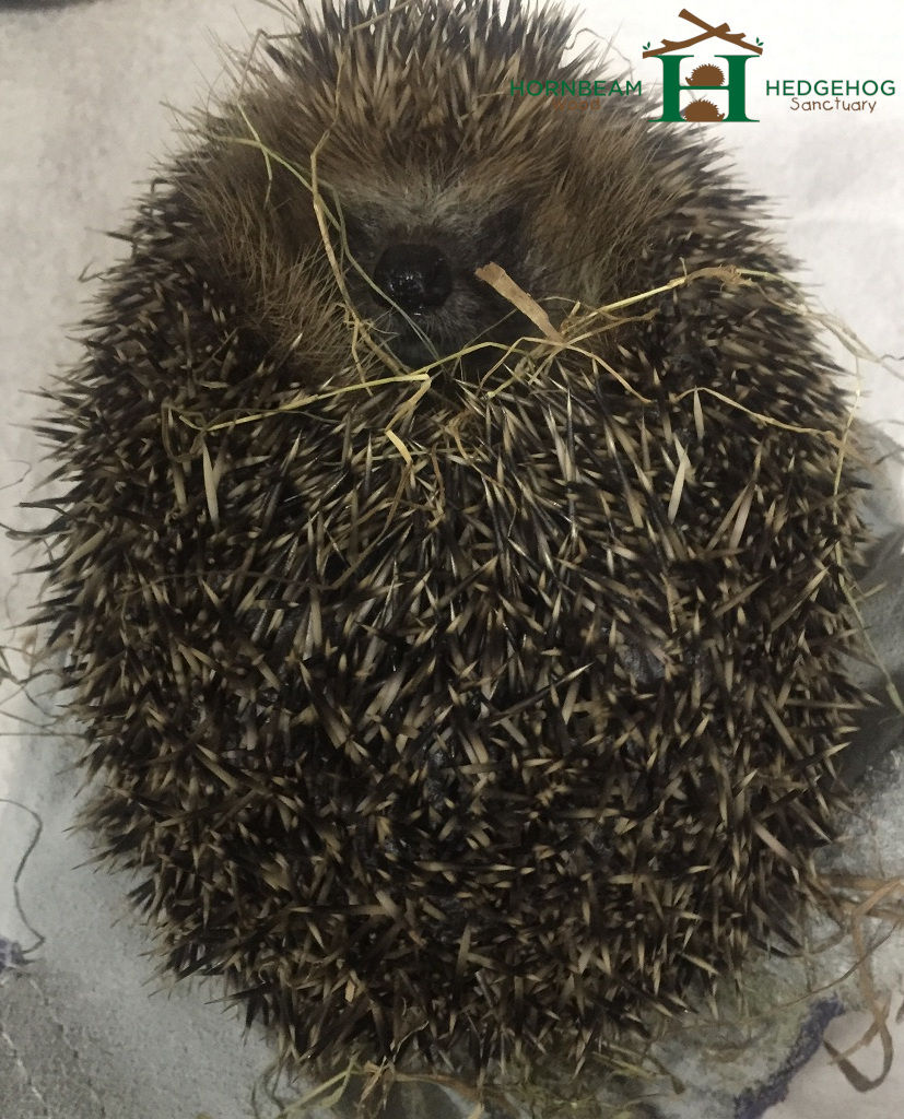 Healthy Plump Hedgehog vs Underweight Dehydrated Hedgehog