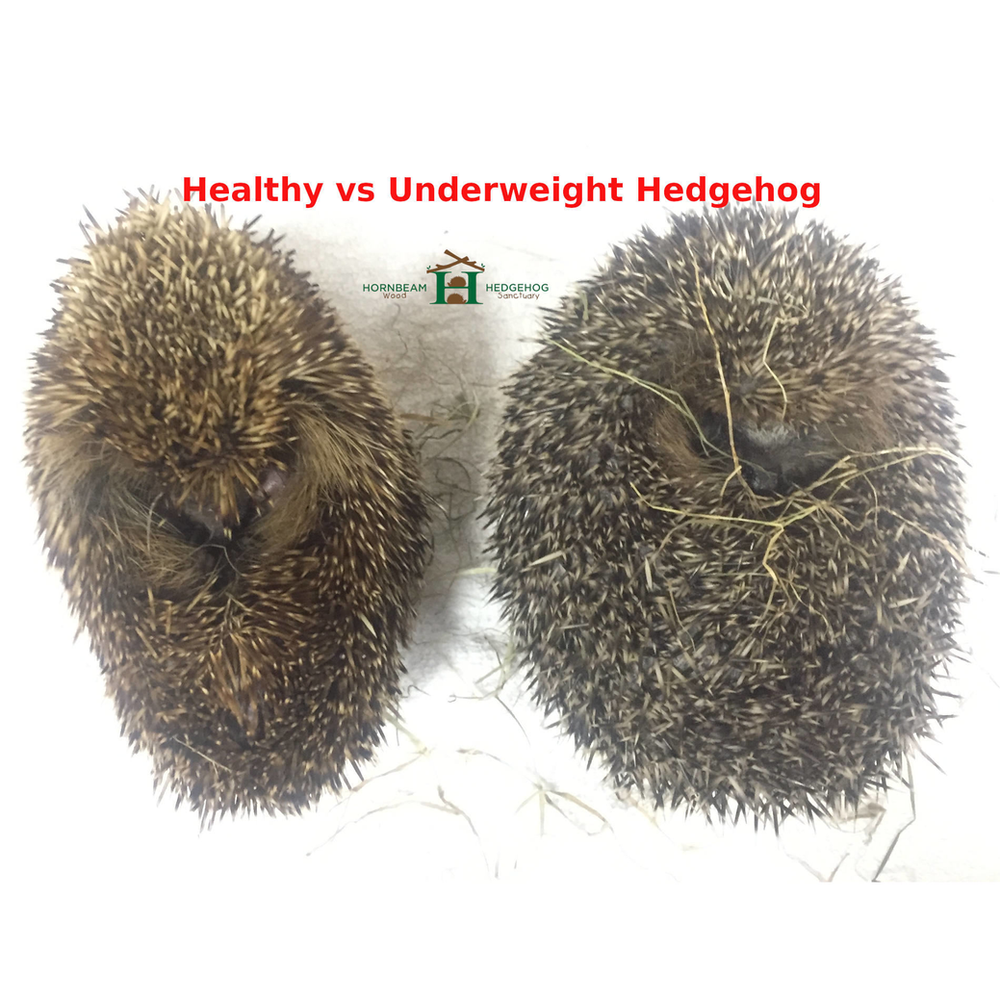 The Mother Hedgehog - Wild hedgehogs and baby hoglet habits and habitats
