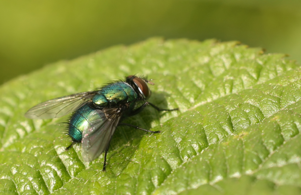 Myiasis (Fly Larvae On Hedgehogs)