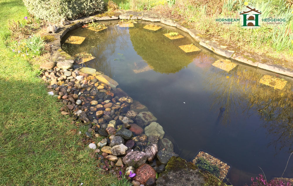 Modify Your Pond To Make It Hedgehog Friendly
