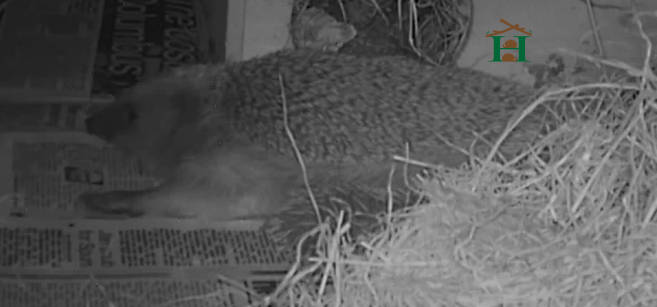 The Mother Hedgehog - Wild hedgehogs and baby hoglet habits and habitats