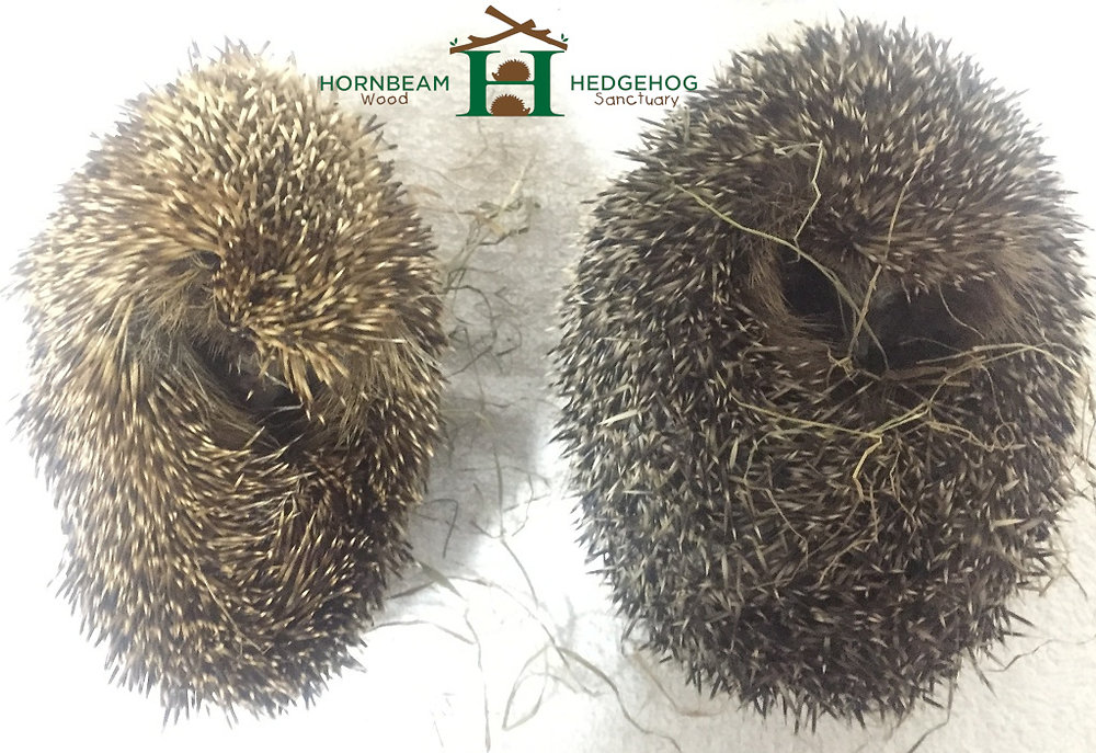 Healthy Plump Hedgehog vs Underweight Dehydrated Hedgehog