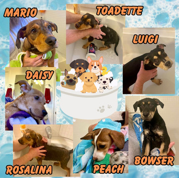 Rescue | Follow Your Heart Animal Rescue | United States