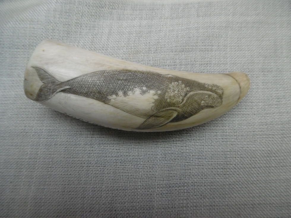 No.495 - Northern Right Whale tooth | Bonds Nautical