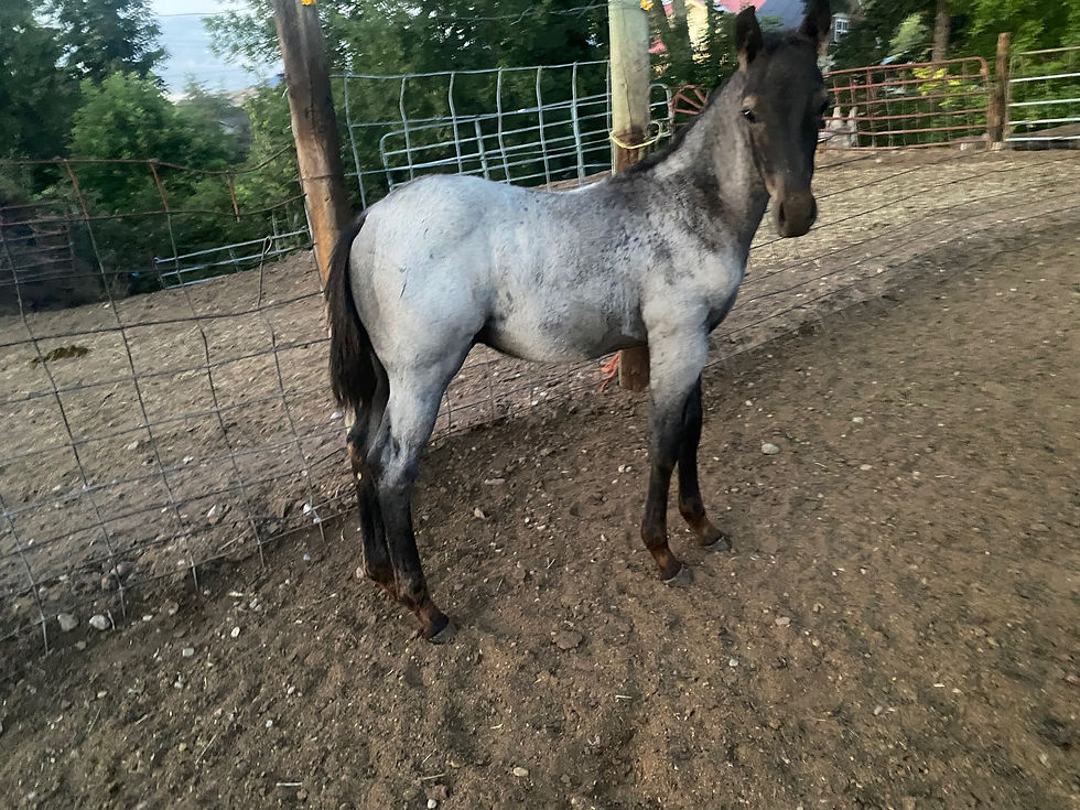 Available Quarter horses | C&C Ranch
