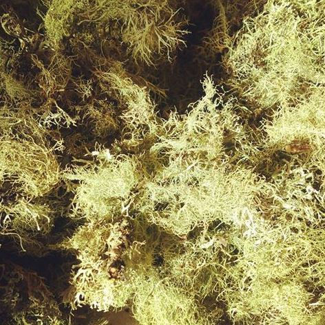 Usnea