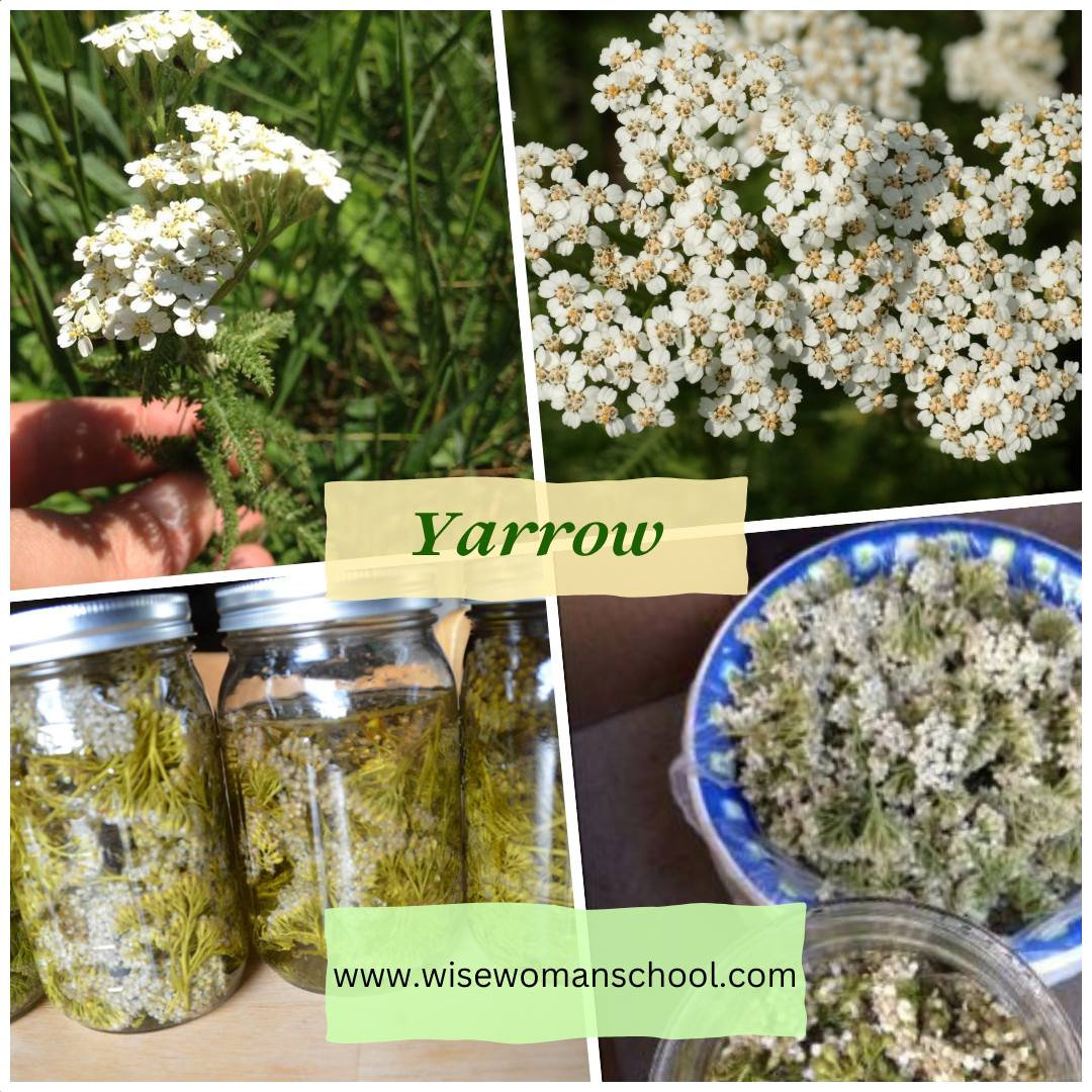 Yarrow (Achellia millefolium)