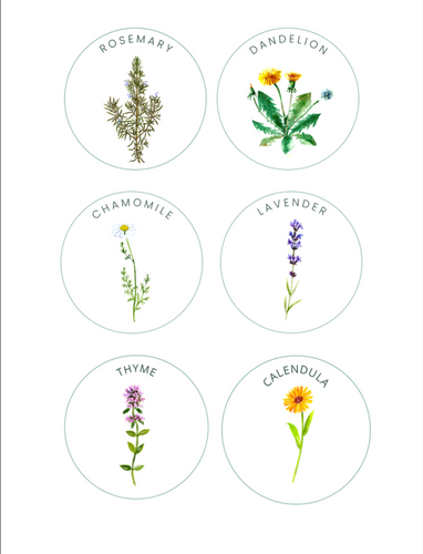Plant ID cards | Free nature play resources