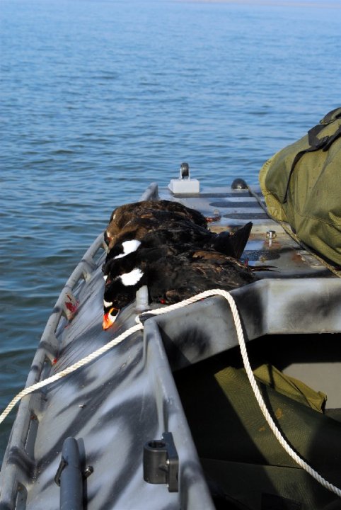 The Hellcat | tollerboatworks