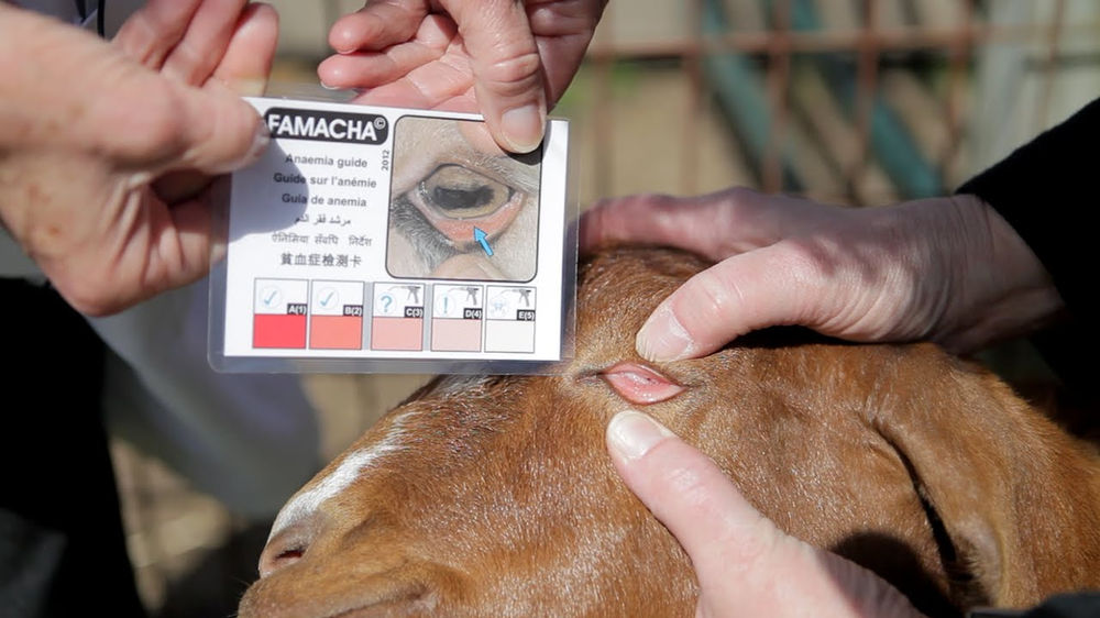 The Smallholder's guide to Haemonchus Barber's Pole worm