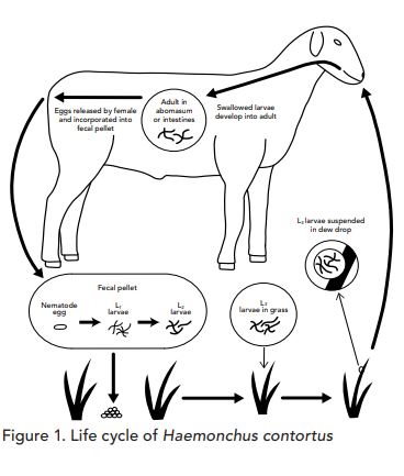 The Smallholder's guide to Haemonchus Barber's Pole worm