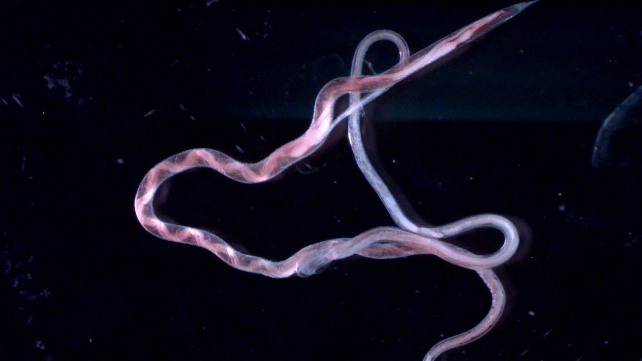 The Smallholder's guide to Haemonchus Barber's Pole worm