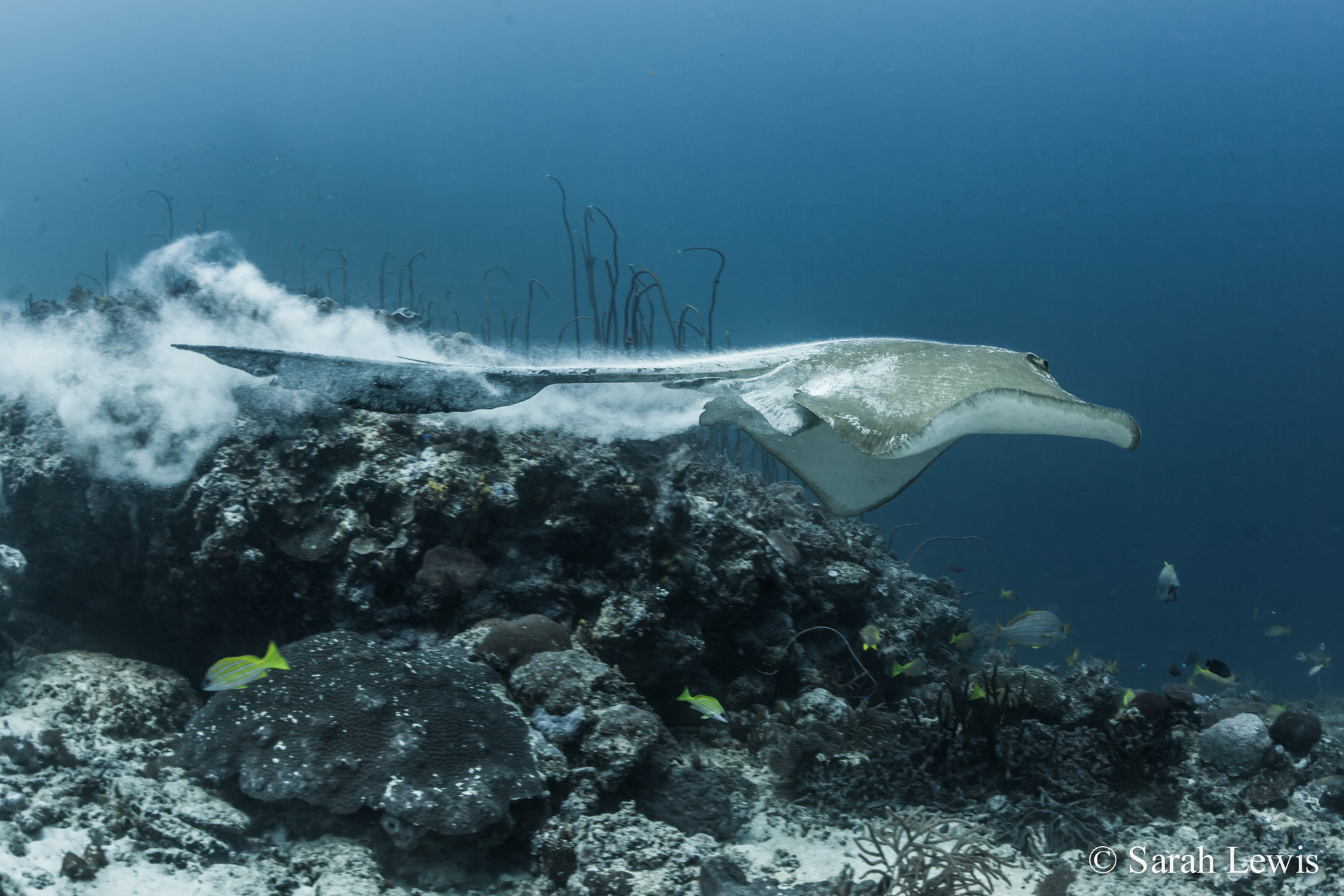 Scuba Diving Rote island Indonesia | Rote Dive Adventures | Nemberala