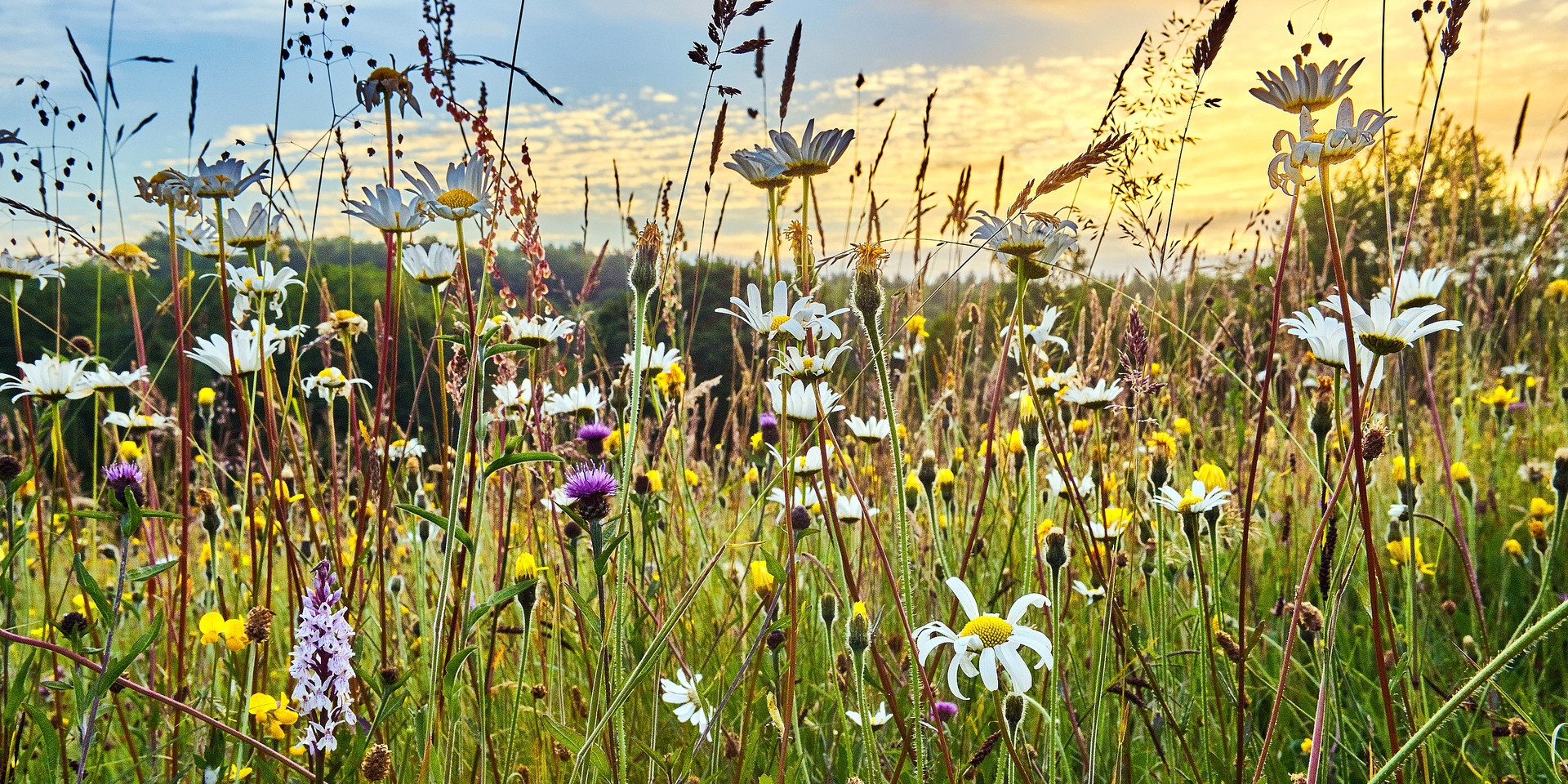 Photos | les 2 elles